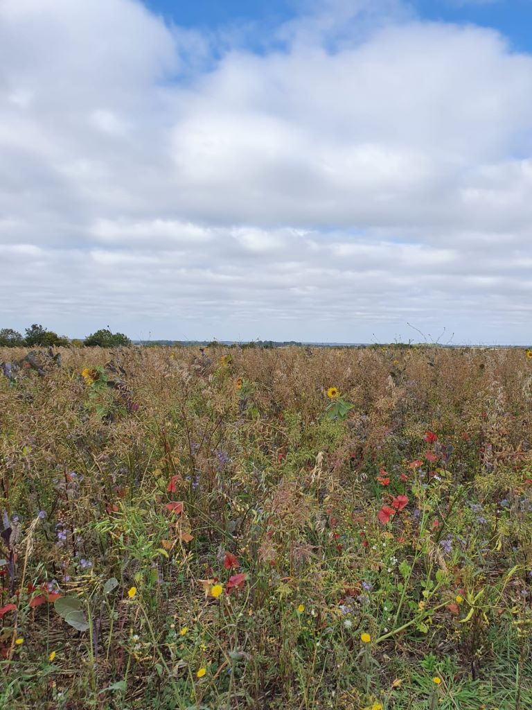 Sights and Seasons - submitted photographs 2020 onwards